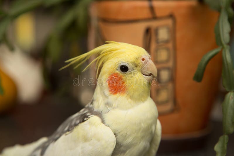 A Yellow Corella Parrot with Red Cheeks and Long Feathers Stock Photo ...