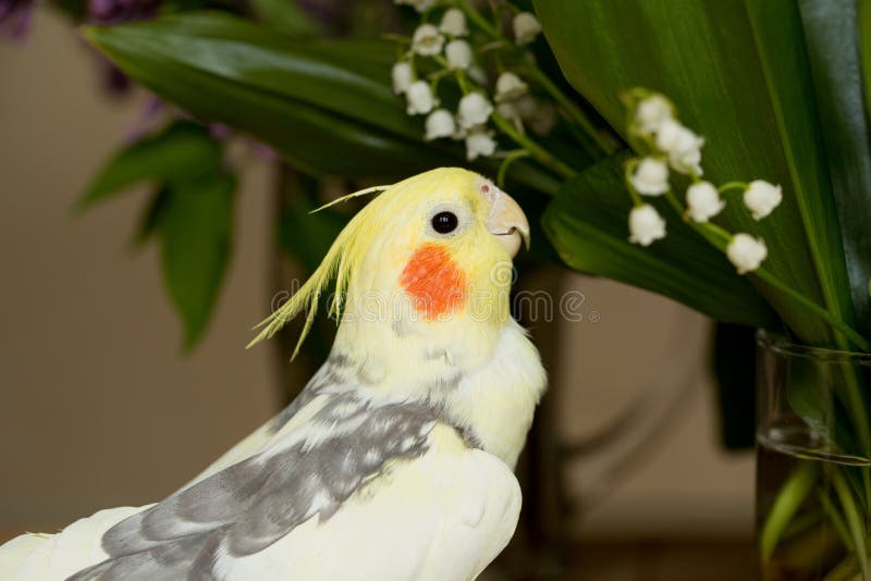 A Yellow Corella Parrot with Red Cheeks and Long Feathers Stock Photo ...