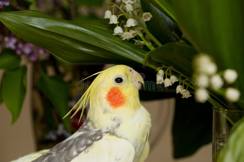 A Yellow Corella Parrot with Red Cheeks and Long Feathers Stock Photo ...