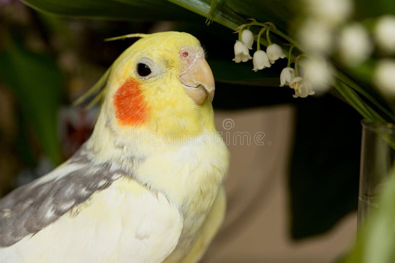 A Yellow Corella Parrot with Red Cheeks and Long Feathers Stock Photo ...