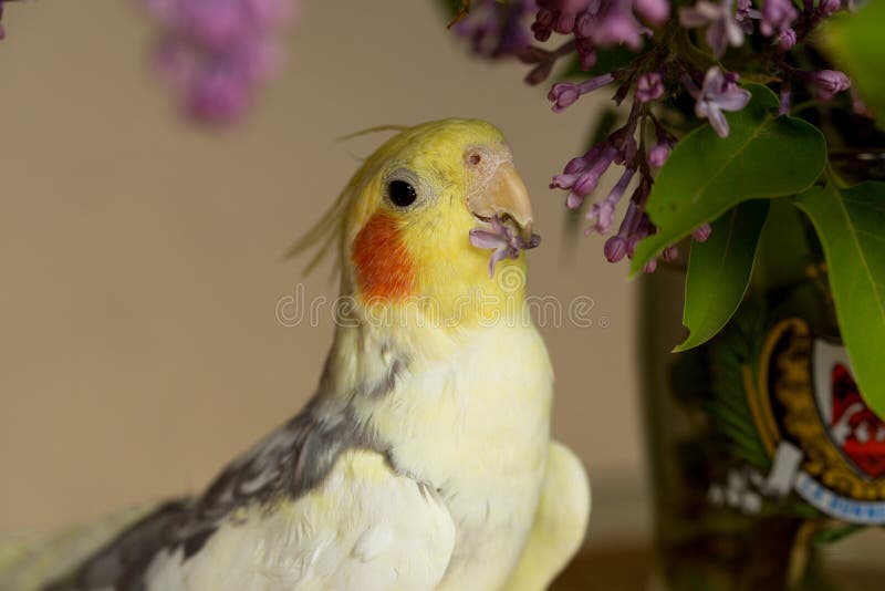 A Yellow Corella Parrot with Red Cheeks and Long Feathers Stock Image ...