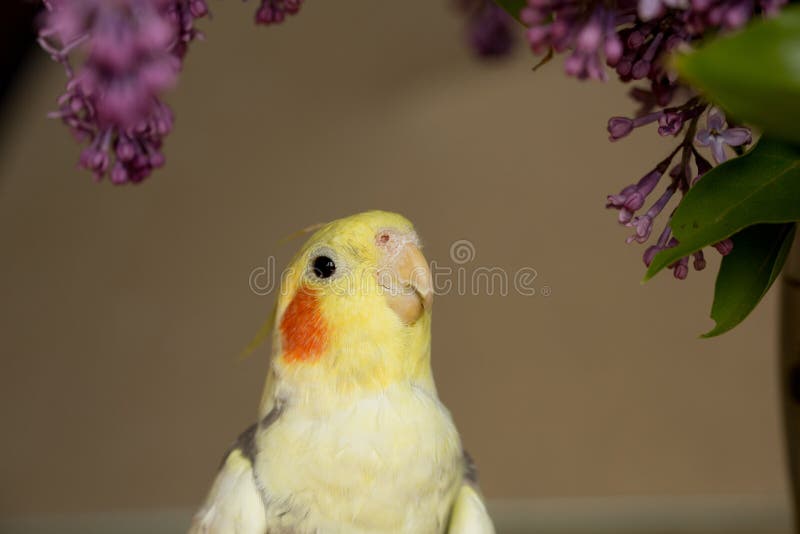 A Yellow Corella Parrot with Red Cheeks and Long Feathers Stock Photo ...