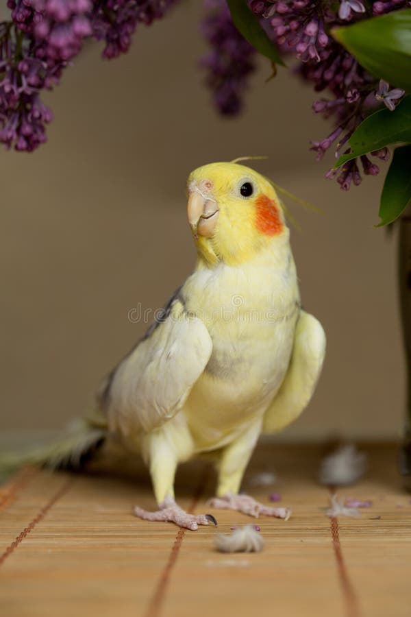 A Yellow Corella Parrot with Red Cheeks and Long Feathers Stock Image ...