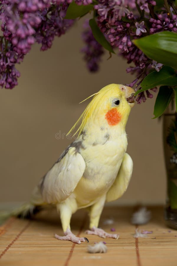 A Yellow Corella Parrot with Red Cheeks and Long Feathers Stock Photo ...