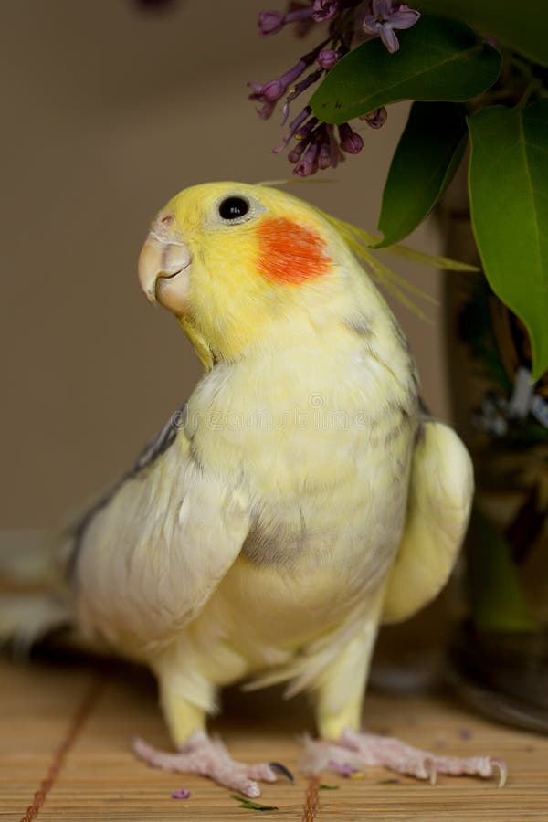 A Yellow Corella Parrot with Red Cheeks and Long Feathers Stock Image ...