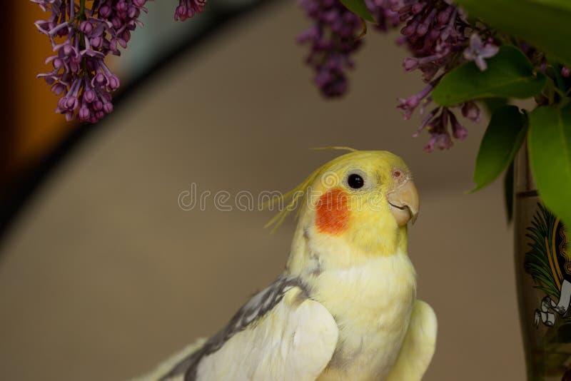 A Yellow Corella Parrot with Red Cheeks and Long Feathers Stock Photo ...