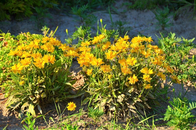 Yellow Coreopsis flower stock image. Image of cultivation - 86565303