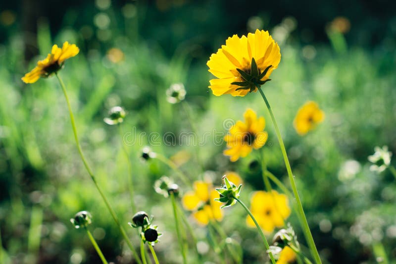 Yellow coreopsis flowers stock image. Image of grow, growing - 58351795