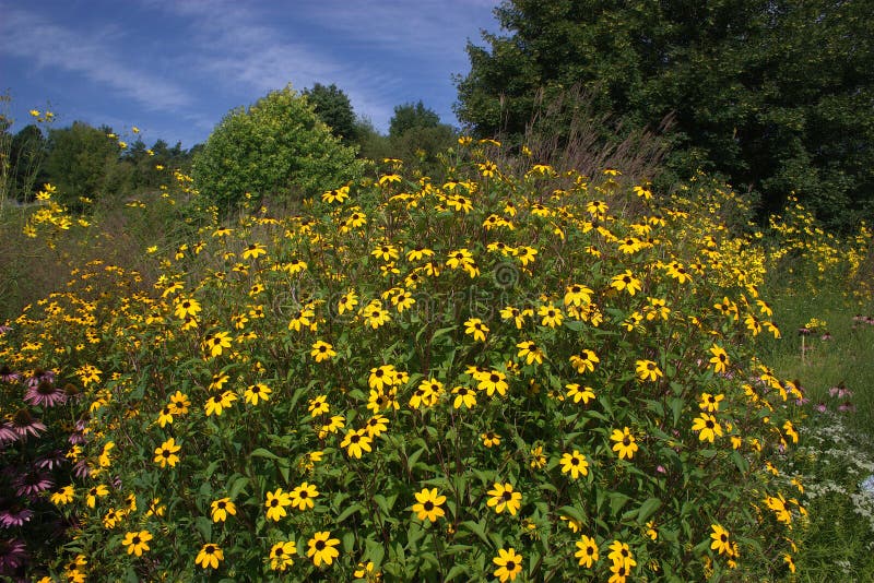 Yellow coreopsis flowers stock photo. Image of flower - 132050706