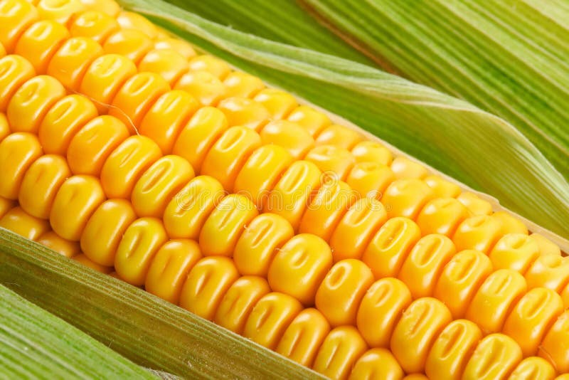 Yellow Corn Seed., Realistic Photo Image - Macro Stock Image - Image of ...