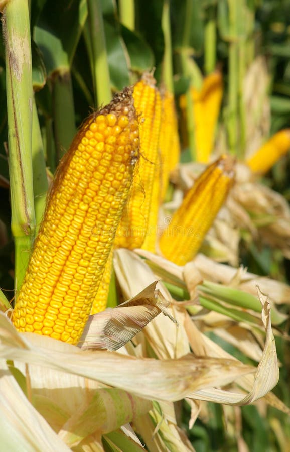 Corn Field stock photo. Image of agronomy, harvest, grow - 33189154