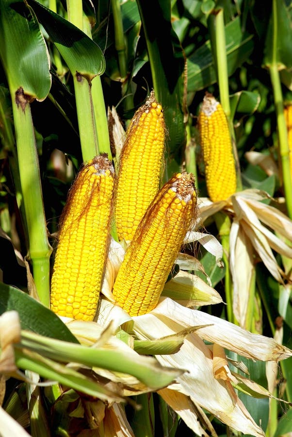 Yellow corn . stock photo. Image of healthy, agriculture - 11782096