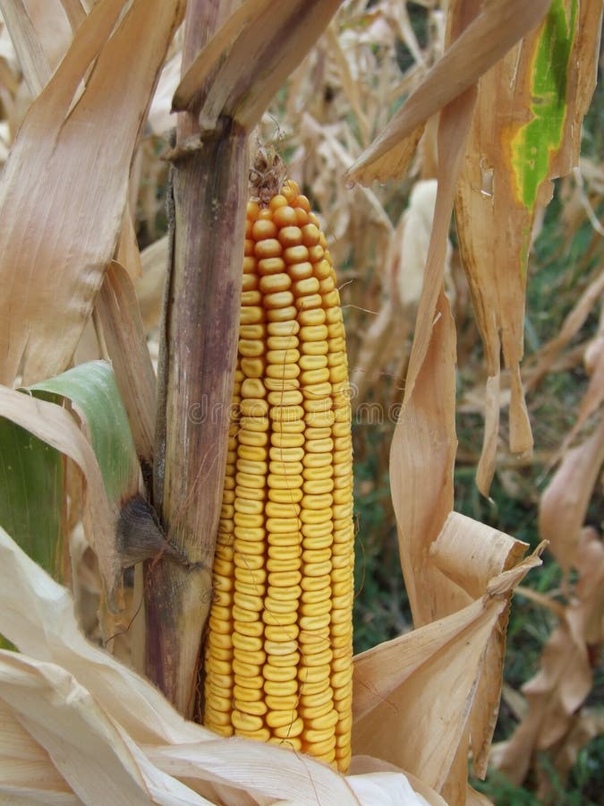 Yellow corn stock photo. Image of maze, vegetable, grain - 15795124