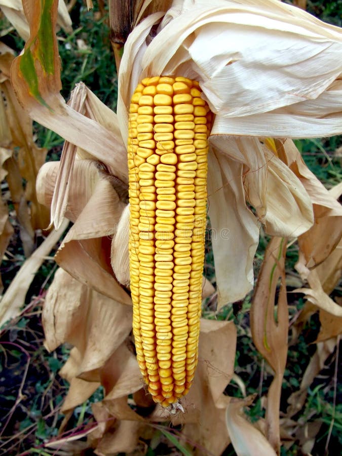 Yellow corn stock image. Image of color, corn, farm, picnic - 12645099
