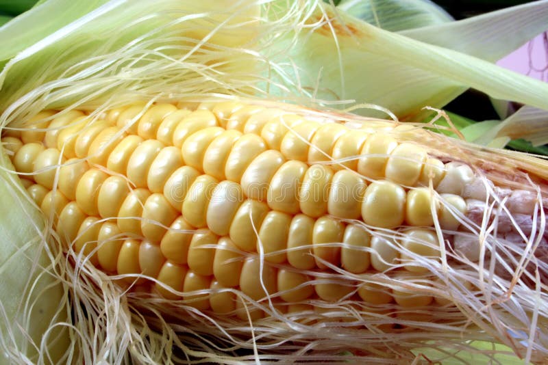 Yellow Corn Picture. Image: 1300501