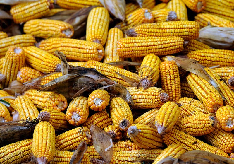 Yellow Corn stock photo. Image of still, life, corn, vegetable - 21444838