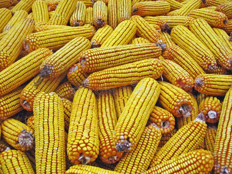 Yellow corn stock image. Image of baking, grain, butter - 23181741