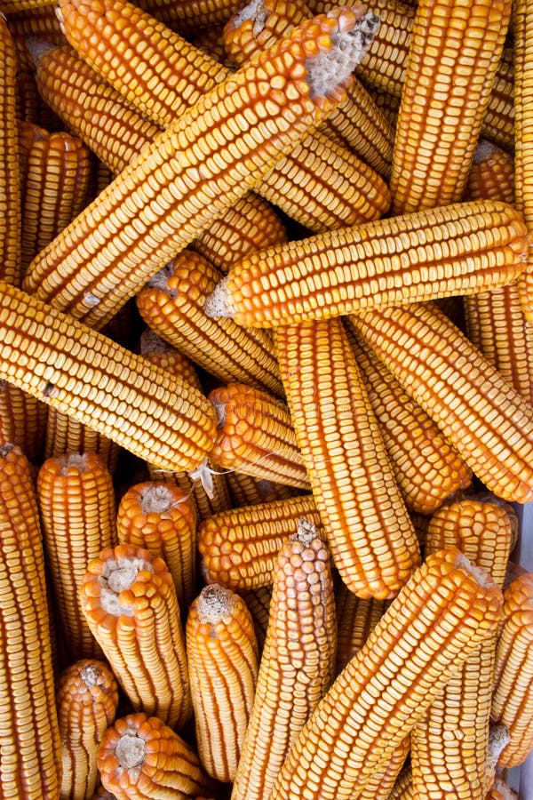 Yellow corn stock image. Image of appetizing, ingredient - 23773973