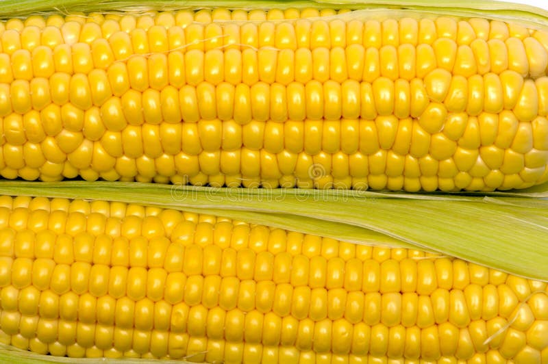 Yellow corn stock image. Image of crop, organic, cereal - 27127581