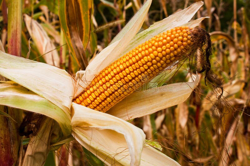 Yellow corn stock image. Image of dinner, corncob, grain - 27552499