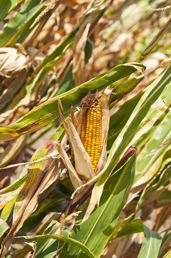 Yellow corn stock image. Image of farming, green, detail - 28202965