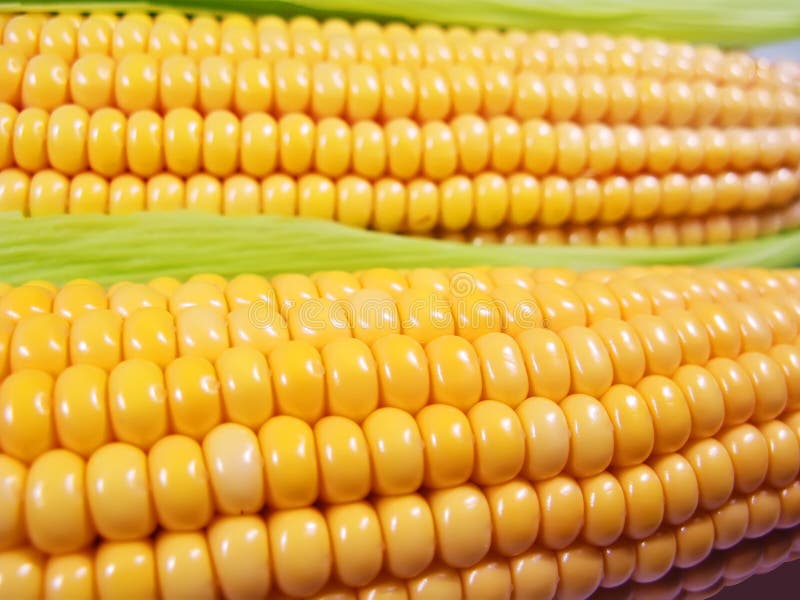 Yellow corn stock photo. Image of maize, plant, nutritive - 6172682