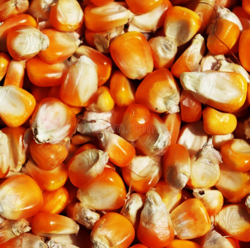 Yellow Corn As an Abstract Background Texture Stock Photo - Image of ...