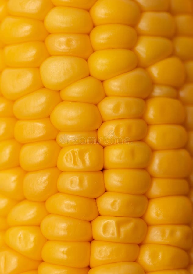 Yellow Corn As a Background. Stock Photo - Image of corn, cereal: 234097372