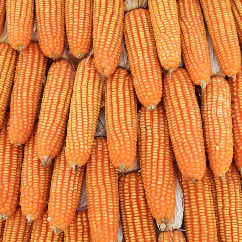 Yellow corn background stock photo. Image of health, close - 67824320