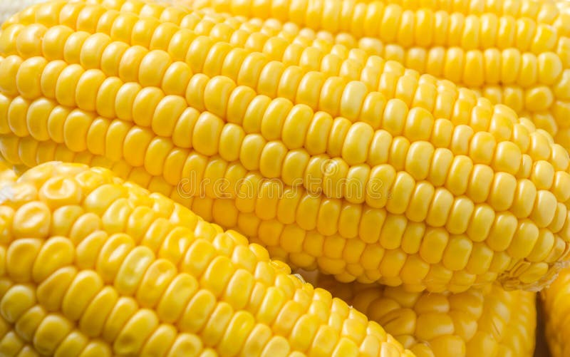 480+ Corn backgrounds Free Stock Photos - StockFreeImages