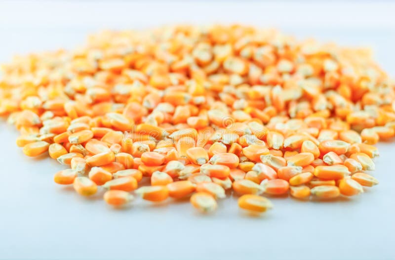 Yellow corn stock photo. Image of purified, grain, appetizing - 52478876