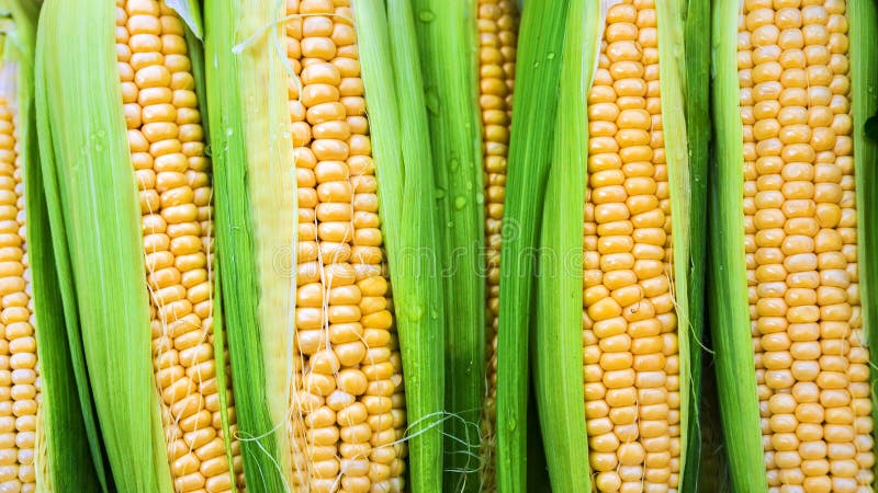 Yellow corn on the cob stock image. Image of macro, grain - 45507923