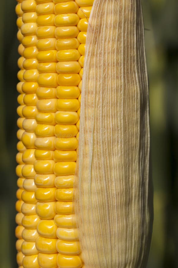 Yellow corn cob stock image. Image of healthy, plant - 129410209