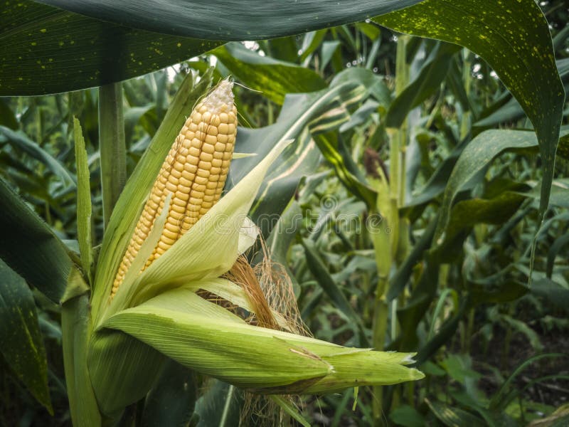 Yellow Corn Cob in Green Leaves on a Farm Field. Empty Space for Text ...