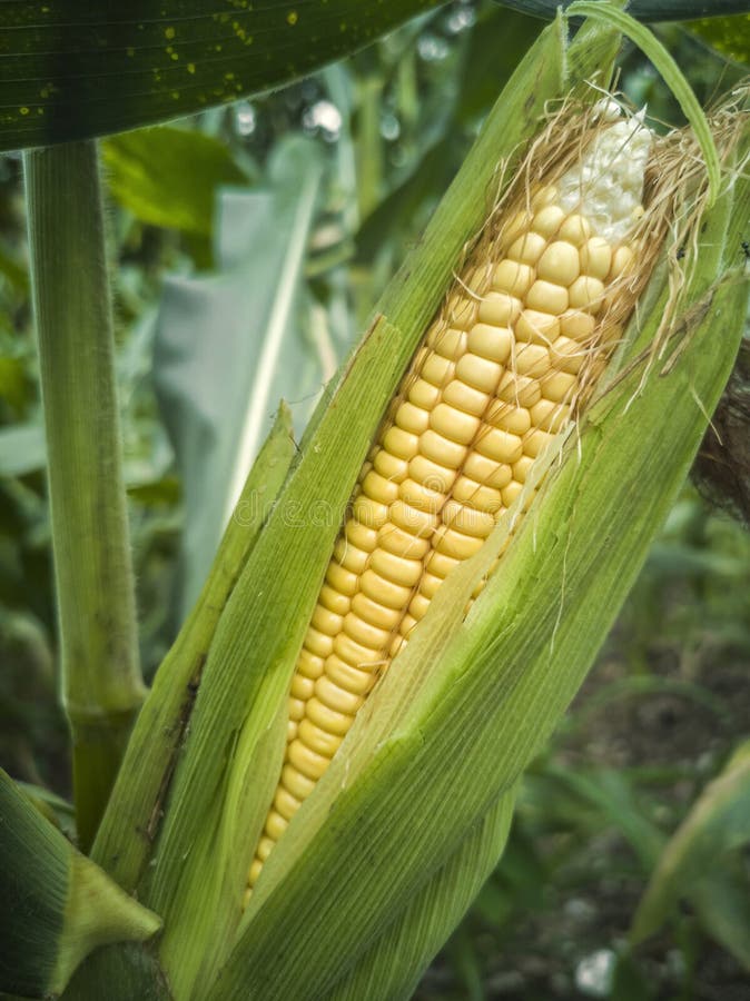 Yellow Corn Cob in Green Leaves on a Farm Field. Empty Space for Text ...