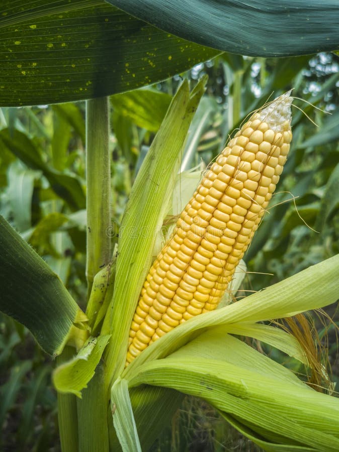 Yellow Corn Cob in Green Leaves on a Farm Field. Empty Space for Text ...
