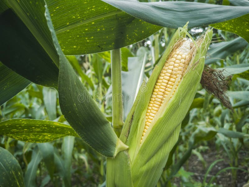 Yellow Corn Cob in Green Leaves on a Farm Field. Empty Space for Text ...