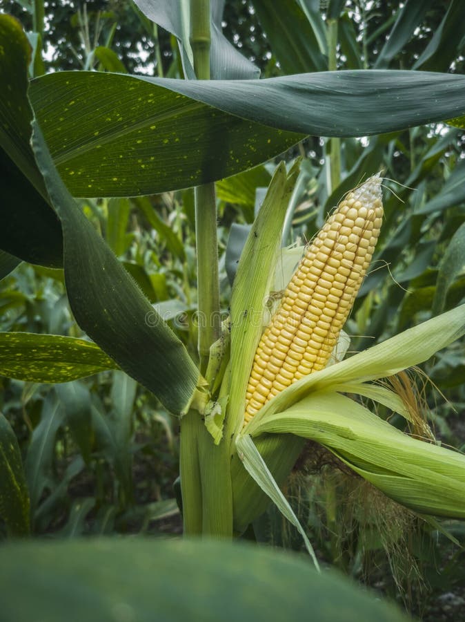 Yellow Corn Cob in Green Leaves on a Farm Field. Empty Space for Text ...