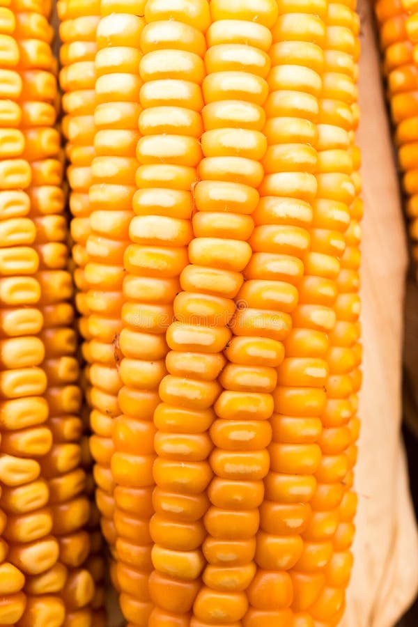 Yellow corn cob stock image. Image of vegetable, organic - 69376879