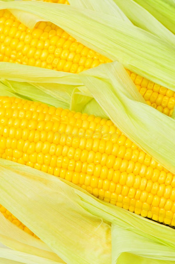 Yellow corn cobs stock photo. Image of closeup, nutritious - 11805868
