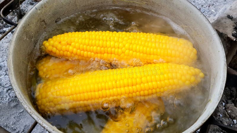 Corn On The Cob Boiling In Water Stock Photo - Image of yummy, boiling ...