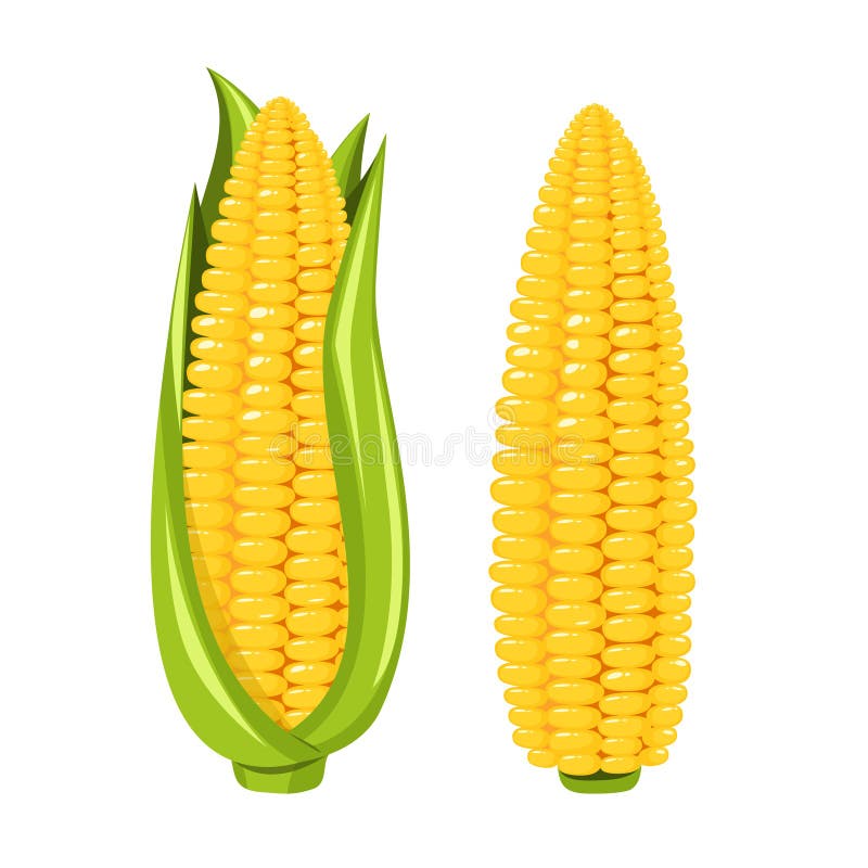 Yellow Corn Stock Illustrations – 59,244 Yellow Corn Stock ...