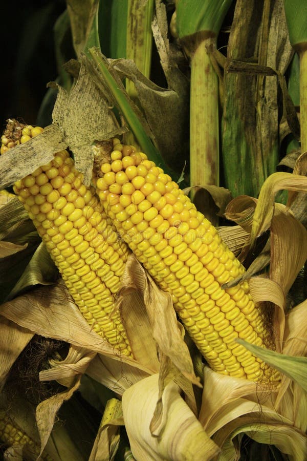 Corn Cobs Stalks Fair stock image. Image of yellow, corn - 50501459