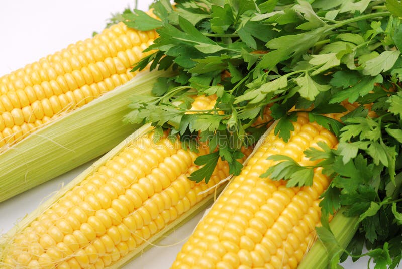 Corn bouquet stock photo. Image of photograph, american - 4416532