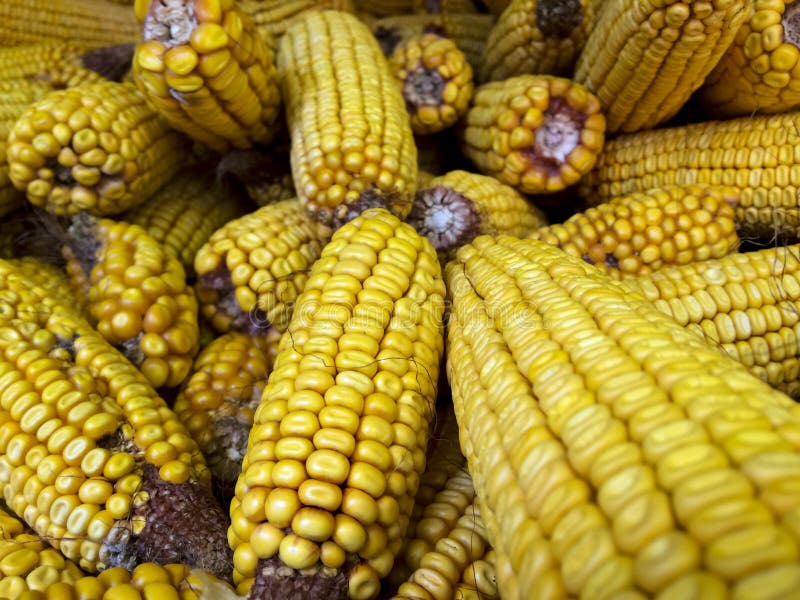 Yellow Corn Cobs Wooden Background, Abstract Backgrounds Stock Image ...
