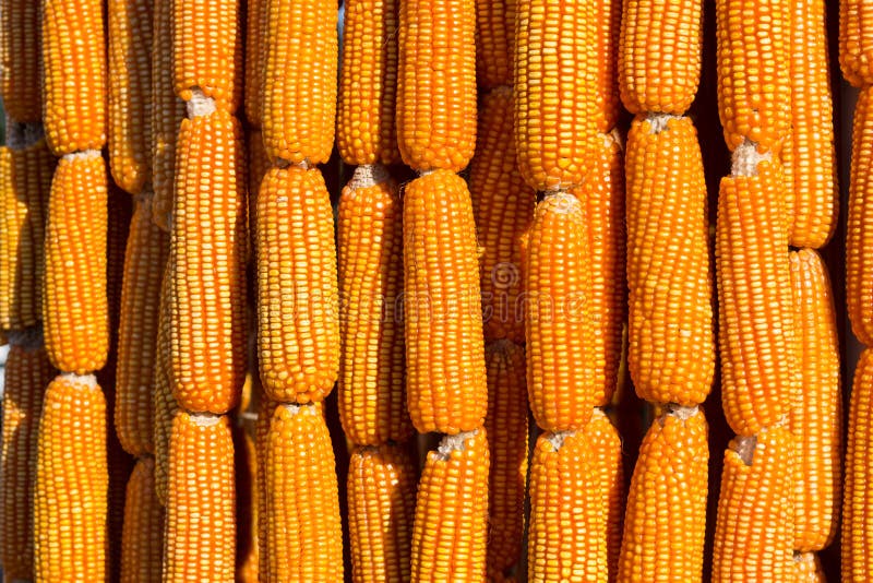 Yellow corn decorated stock image. Image of healthy, nutrition - 63500229