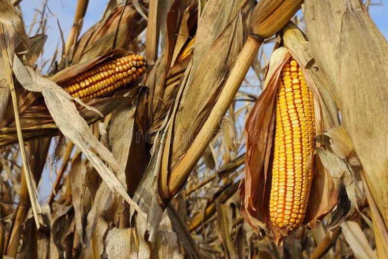 Yellow corn in a field stock image. Image of closeup - 20602683