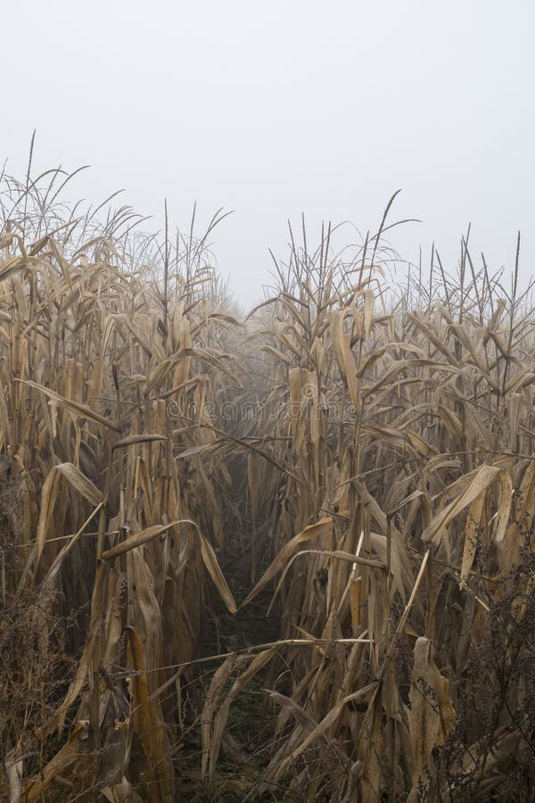 Yellow Corn Field. Mist in a Sky Stock Photo - Image of organic, garden ...