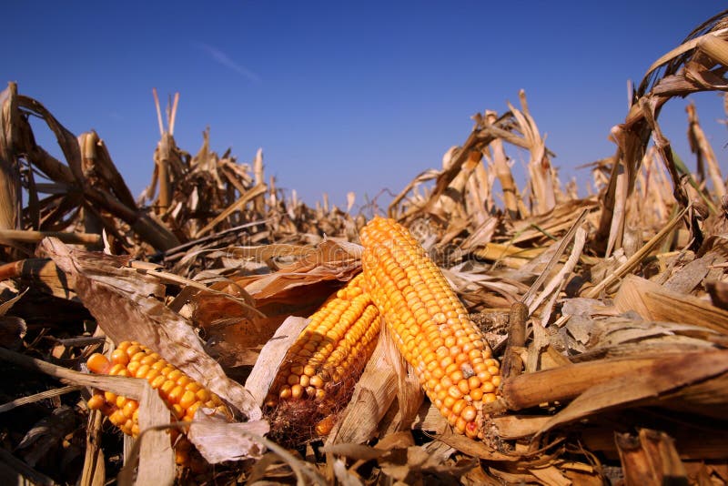 Dried Corn stock image. Image of pollution, contamination - 93947