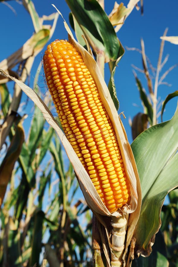 Yellow corn in field stock image. Image of cereal, crop - 27746747